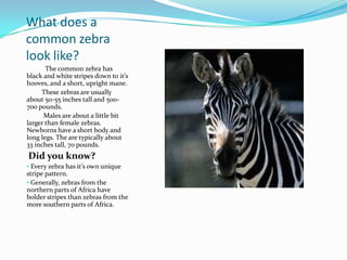 Grant's zebra zoo project | PPT
