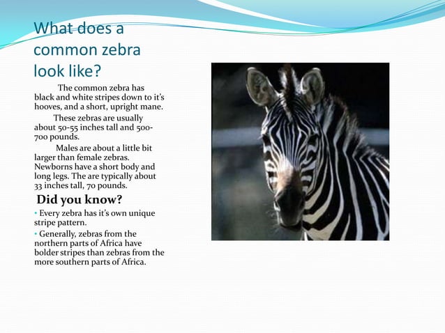 Grant's zebra zoo project | PPT