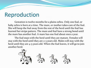 Grant's zebra zoo project | PPT