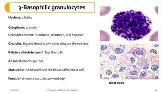 Granular and Non Granular cells.ppt