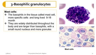 Granular and Non Granular cells.ppt