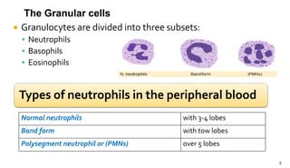 Granular and Non Granular cells.ppt