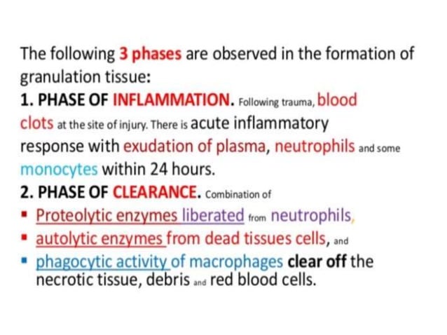 GRANULATION TISSUE.pptx