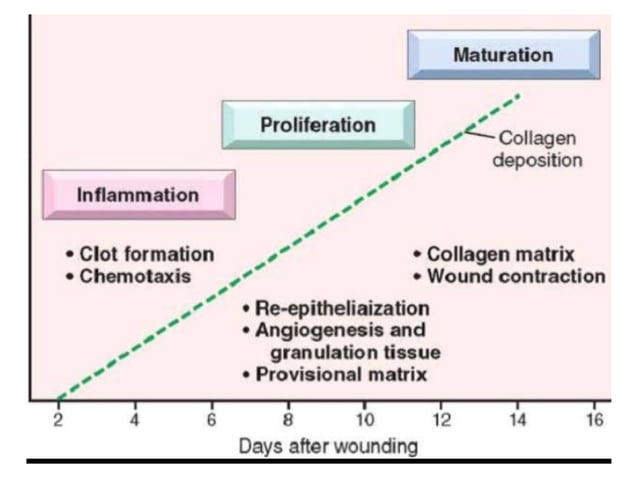 GRANULATION TISSUE PATHOLOGY PRESENTATION.pptx