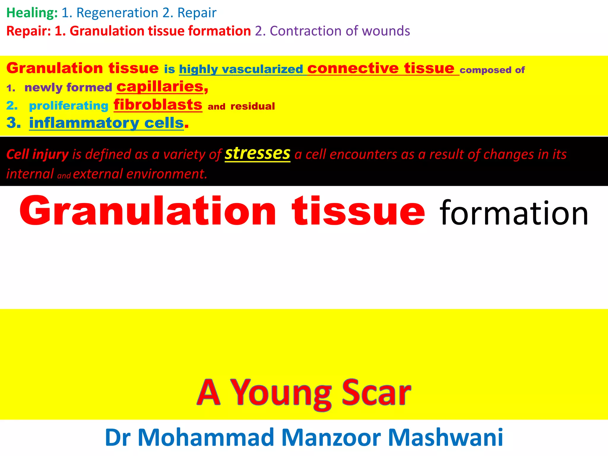 Granulation tissue formation | PPTX