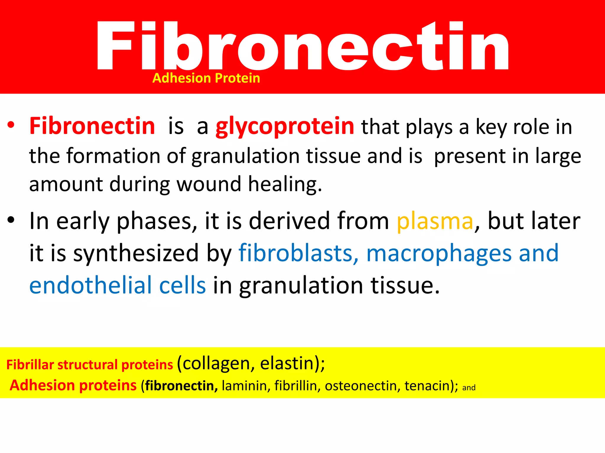 Granulation tissue formation | PPTX