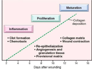 Granulation tissue formation | PPTX