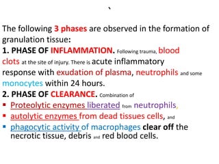 Granulation tissue formation | PPTX