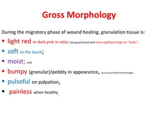 Granulation tissue formation | PPTX