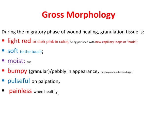 Granulation tissue formation | PPTX