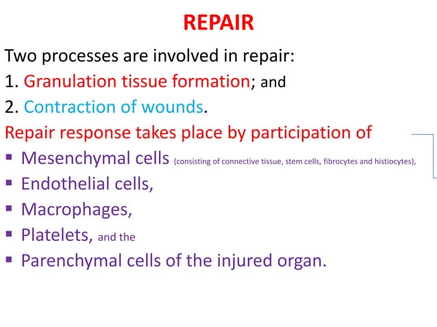 Granulation tissue formation | PPTX