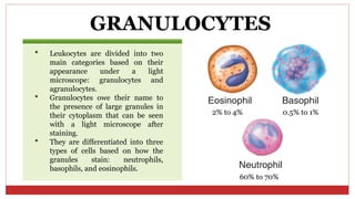 GRANULOCYTES: NEUTROPHILS, EOSINOPHIL AND BASOPHIL | PPTX