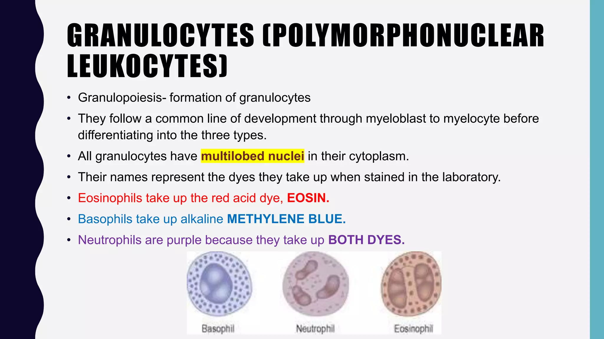 Granulocytes and agranulocytes.pptx