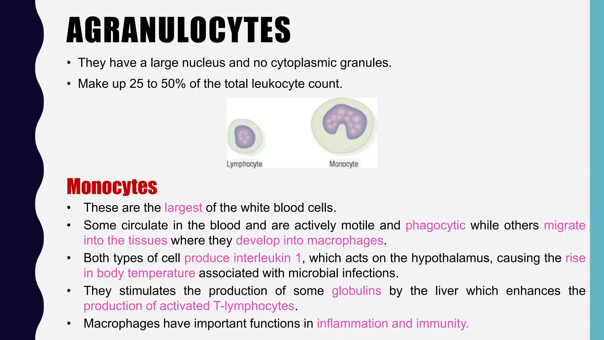 Granulocytes and agranulocytes.pptx