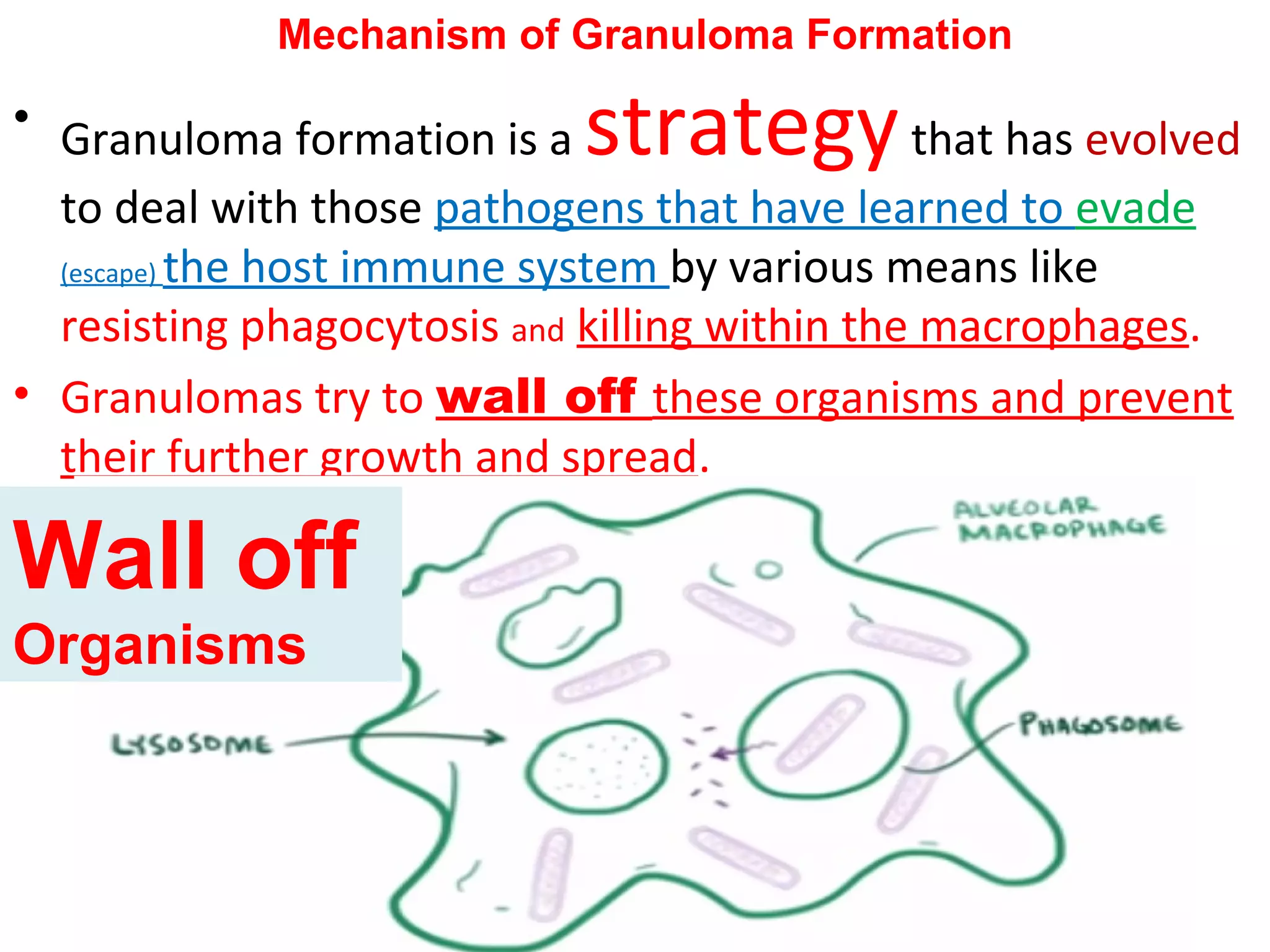 Granuloma lecture st | PPT