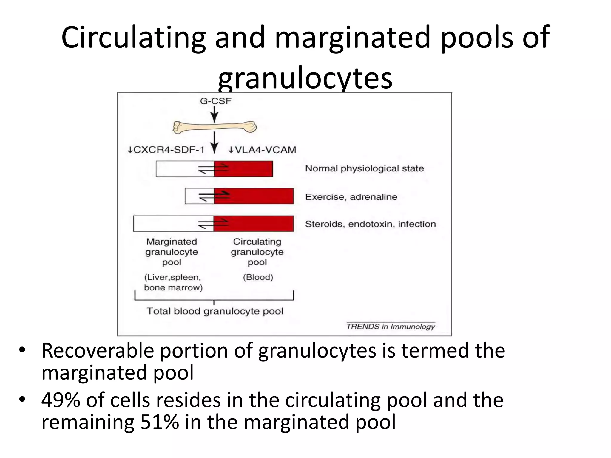 Granulocytes in health and disease | PPTX