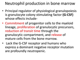 Granulocytes in health and disease | PPTX