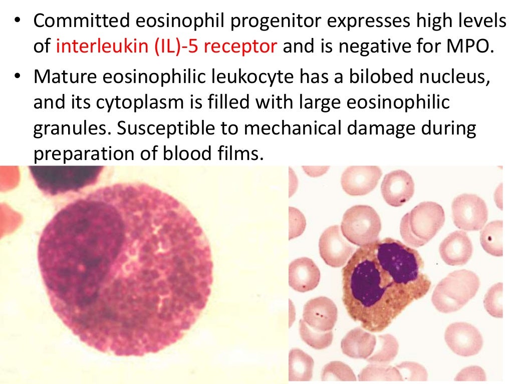 Granulocytes Low