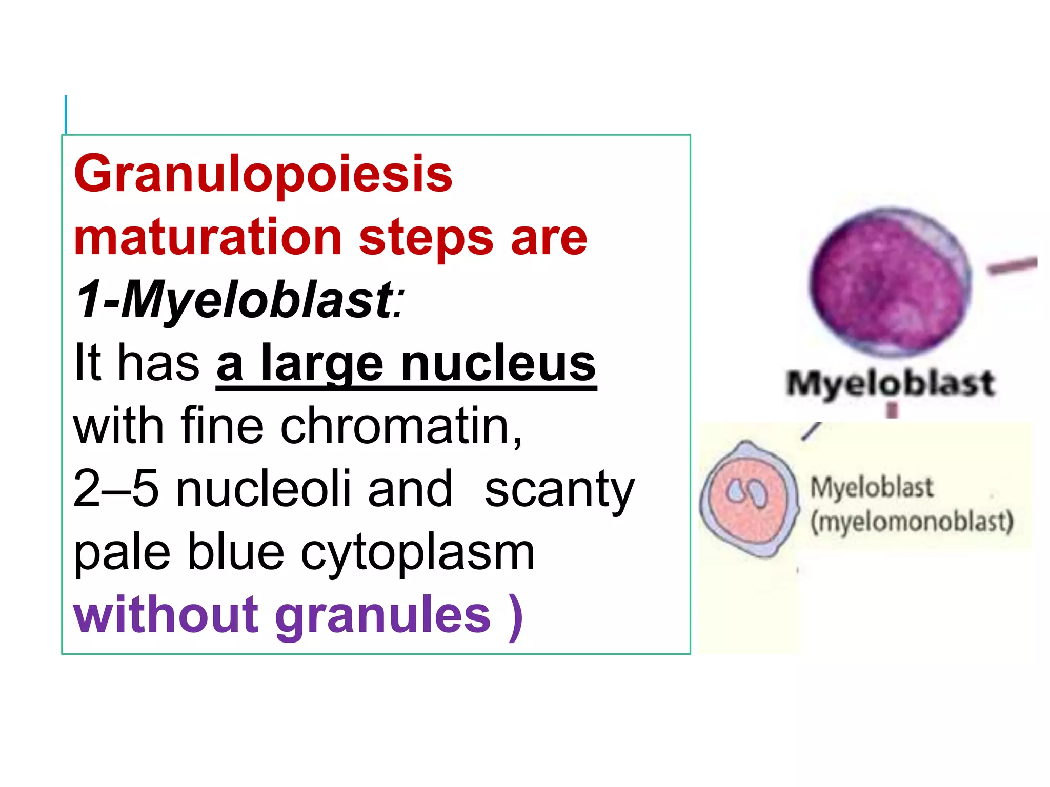 Granulopoiesis-Monocytopoiesis -Megakaryopoiesis.ppt