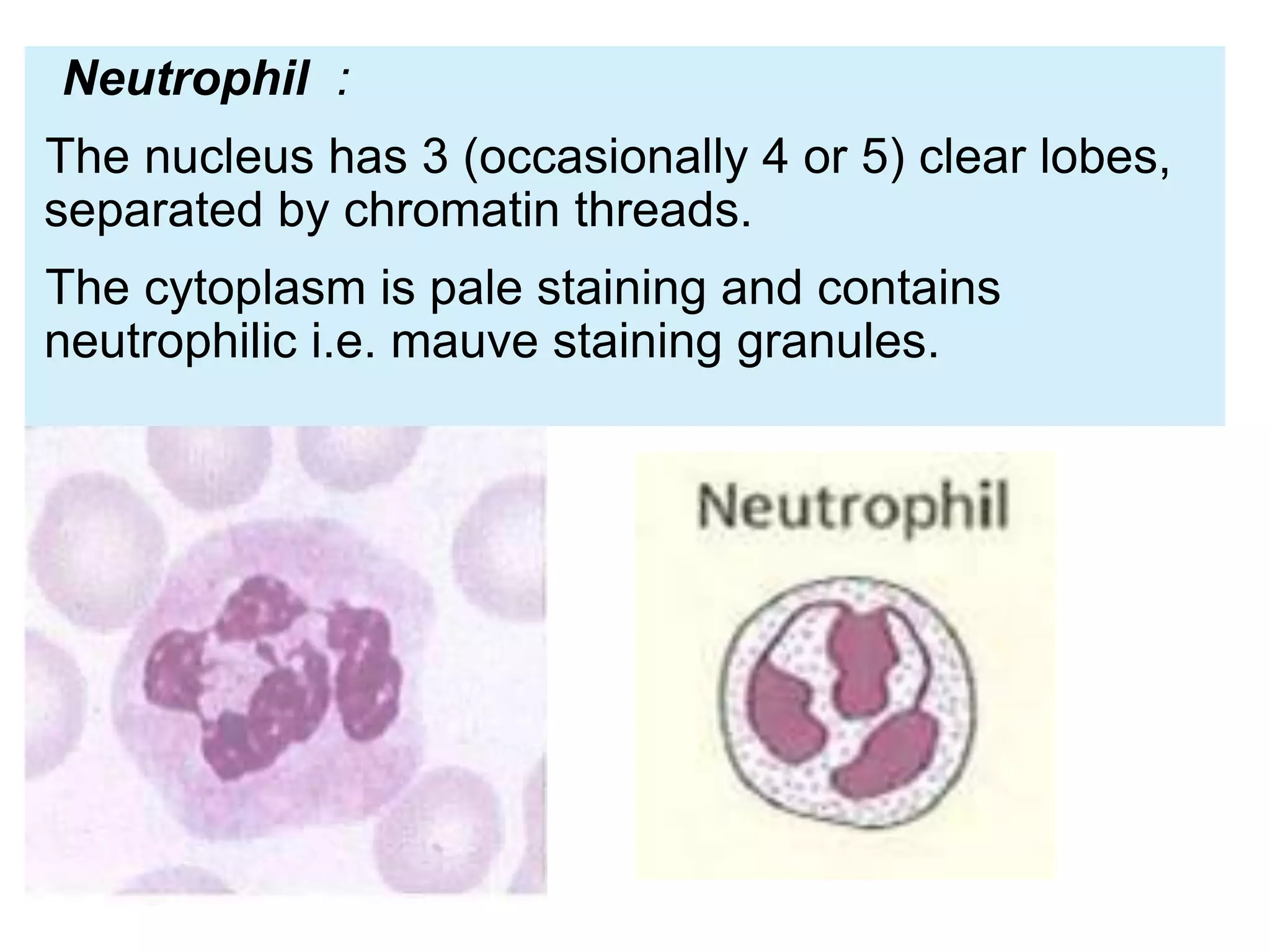 Granulopoiesis-Monocytopoiesis -Megakaryopoiesis.ppt