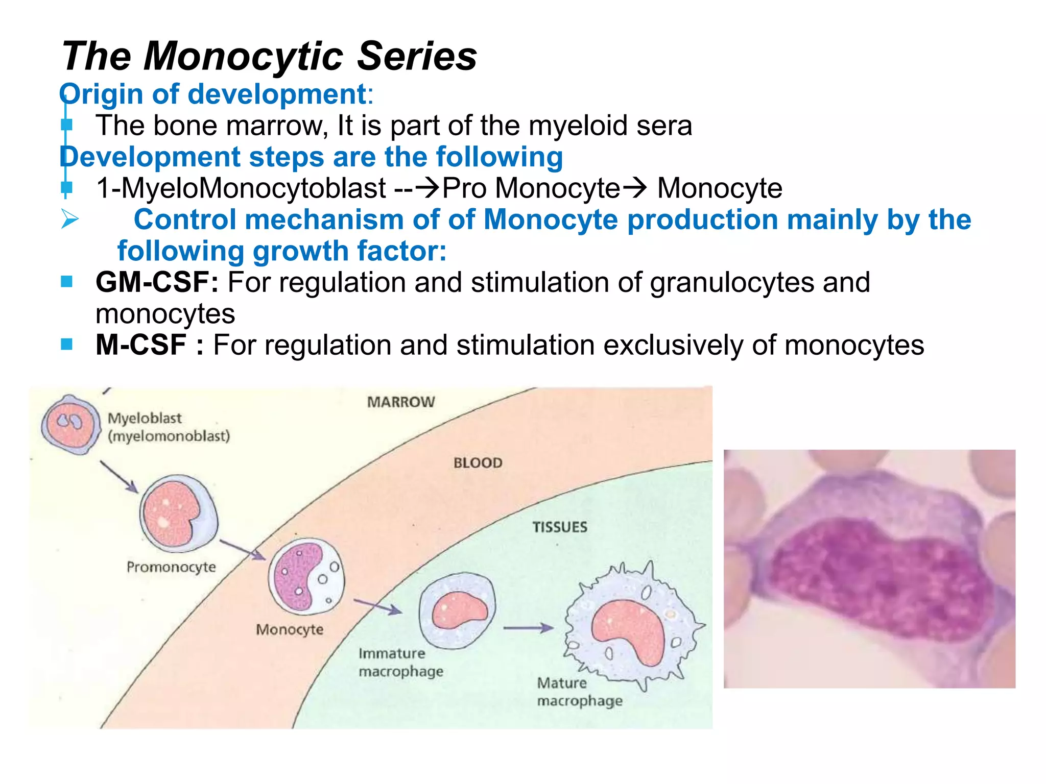 Granulopoiesis-Monocytopoiesis -Megakaryopoiesis.ppt