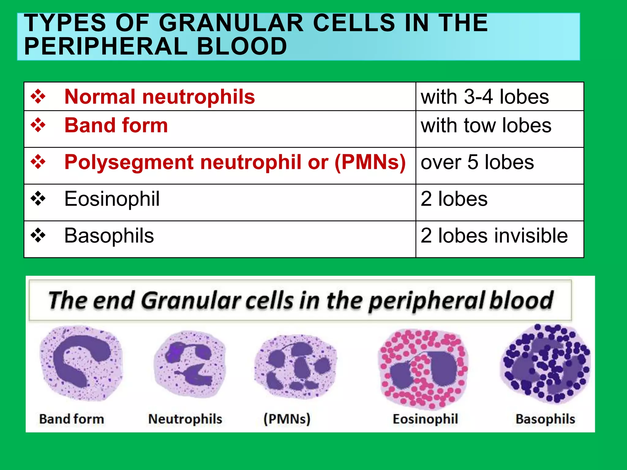 Granulopoiesis-Monocytopoiesis -Megakaryopoiesis.ppt