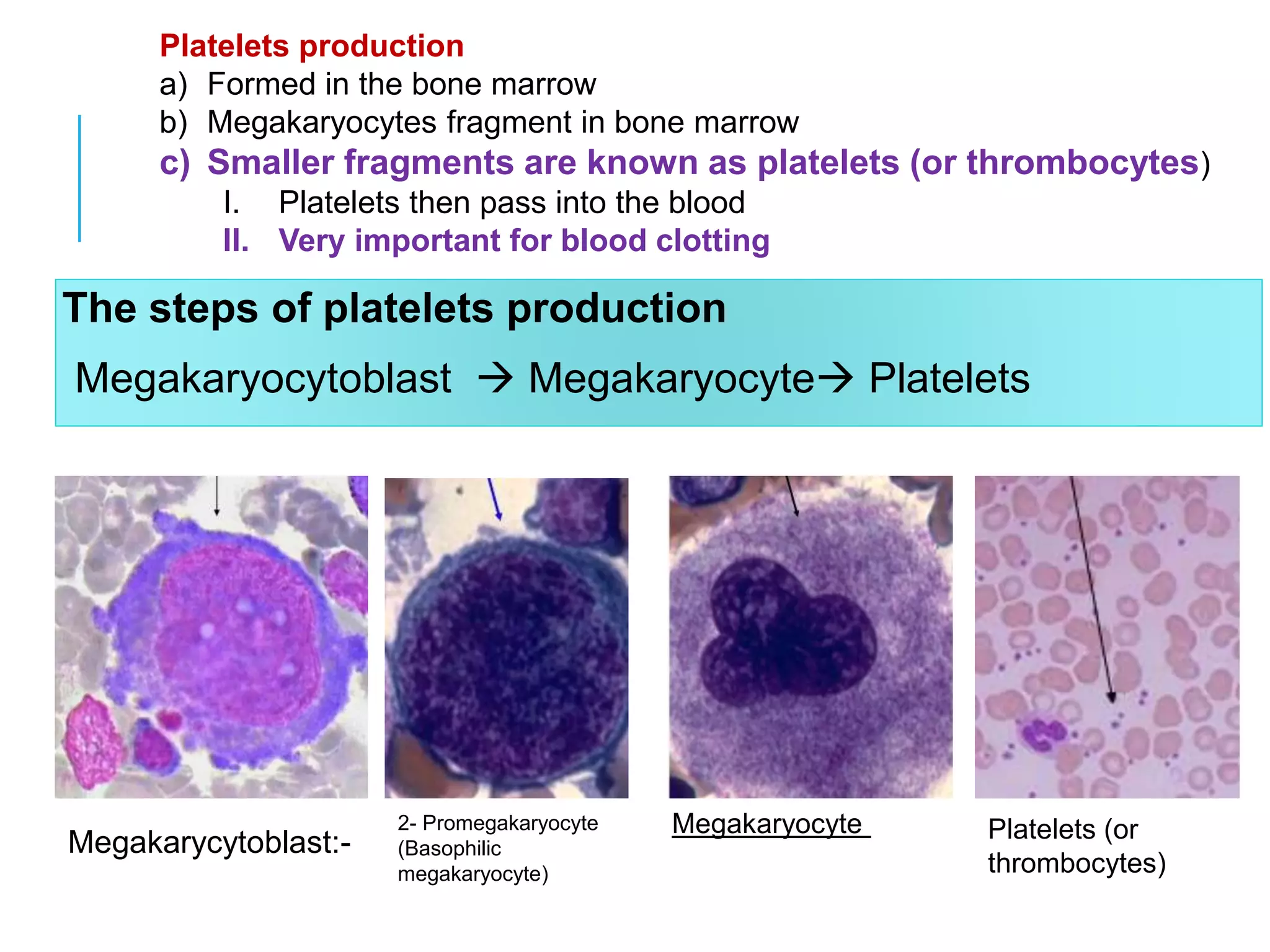 Granulopoiesis-Monocytopoiesis -Megakaryopoiesis.ppt