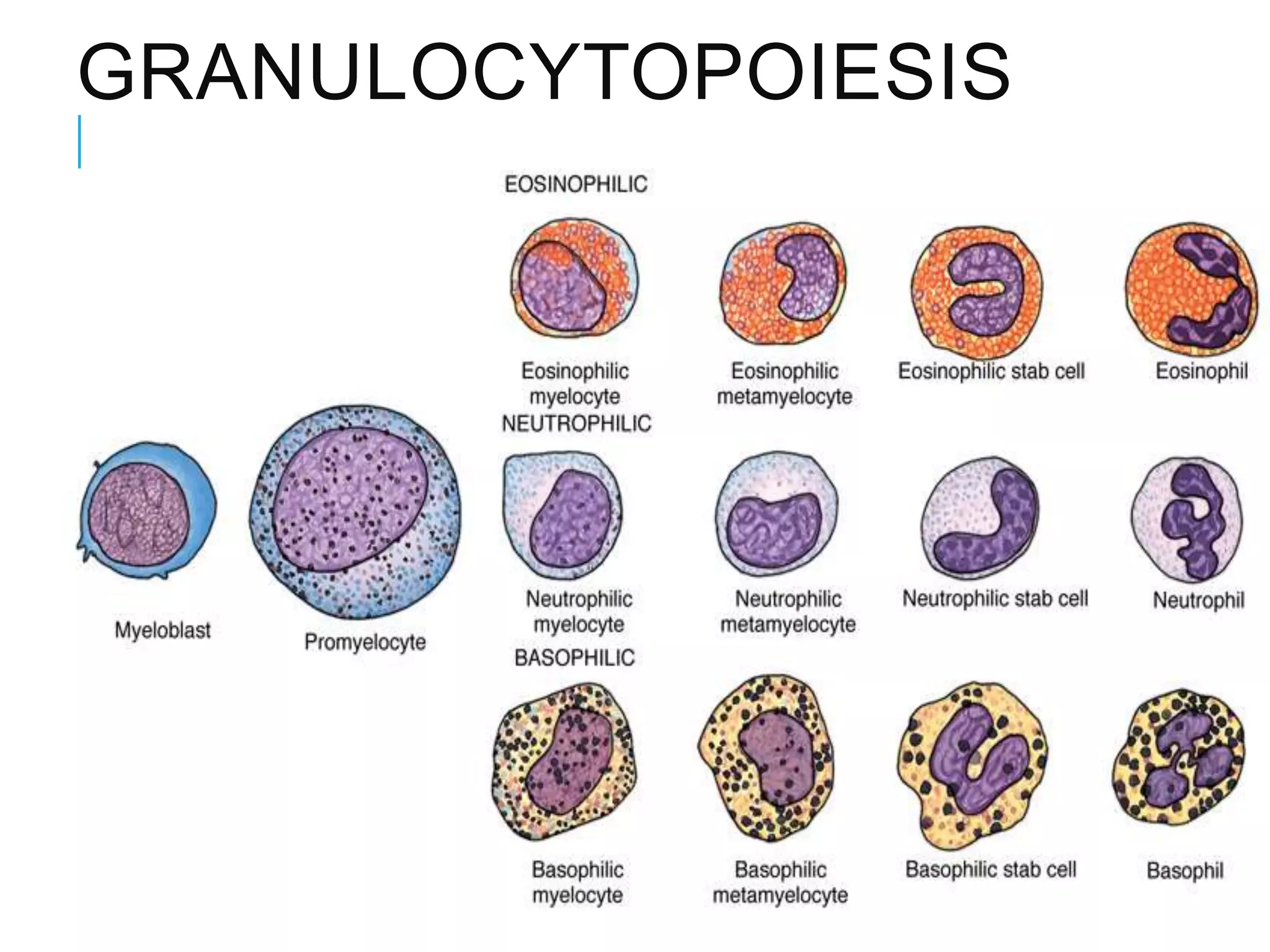 Granulopoiesis-Monocytopoiesis -Megakaryopoiesis.ppt
