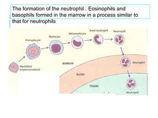 Granulopoiesis-Monocytopoiesis -Megakaryopoiesis.ppt