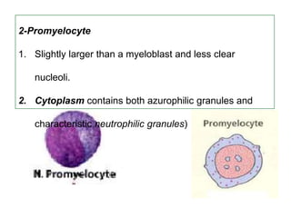 Granulopoiesis-Monocytopoiesis -Megakaryopoiesis.ppt