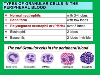 Granulopoiesis-Monocytopoiesis -Megakaryopoiesis.ppt