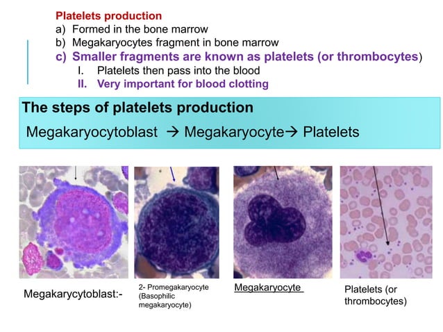 Granulopoiesis-Monocytopoiesis -Megakaryopoiesis.ppt | Blood Disorders ...