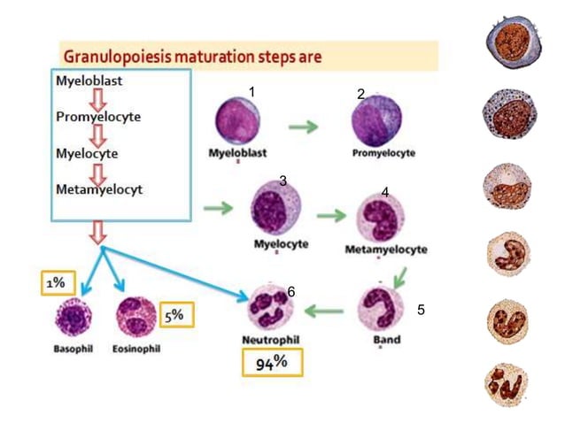 Granulopoiesis-Monocytopoiesis -Megakaryopoiesis.ppt | Blood Disorders ...