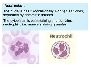 granulopoiesis-monocytopoiesis-megakaryopoiesis-230701183919-a0cd925b ...