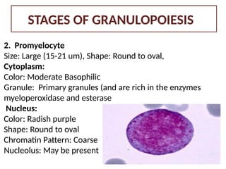 Granulopoiesis and its regulation.pptxnwmsnsn | PPTX