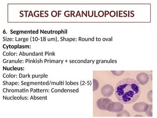 Granulopoiesis and its regulation.pptxnwmsnsn | PPTX