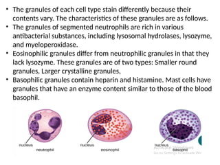Granulopoiesis and its regulation.pptxnwmsnsn | PPTX