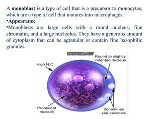 Granulopoiesis and its regulation.pptxnwmsnsn | PPTX