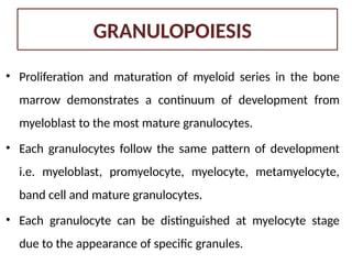 Granulopoiesis and its regulation.pptxnwmsnsn | PPTX