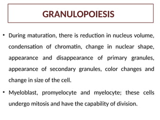 Granulopoiesis and its regulation.pptxnwmsnsn | PPTX