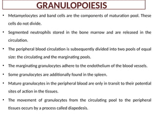 Granulopoiesis and its regulation.pptxnwmsnsn | PPTX