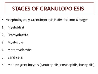 Granulopoiesis and its regulation.pptxnwmsnsn | PPTX