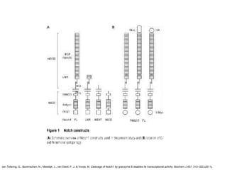 Granzyme | PPTX