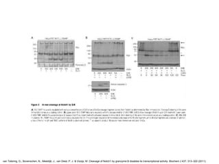 Granzyme | PPTX