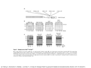 Granzyme | PPTX