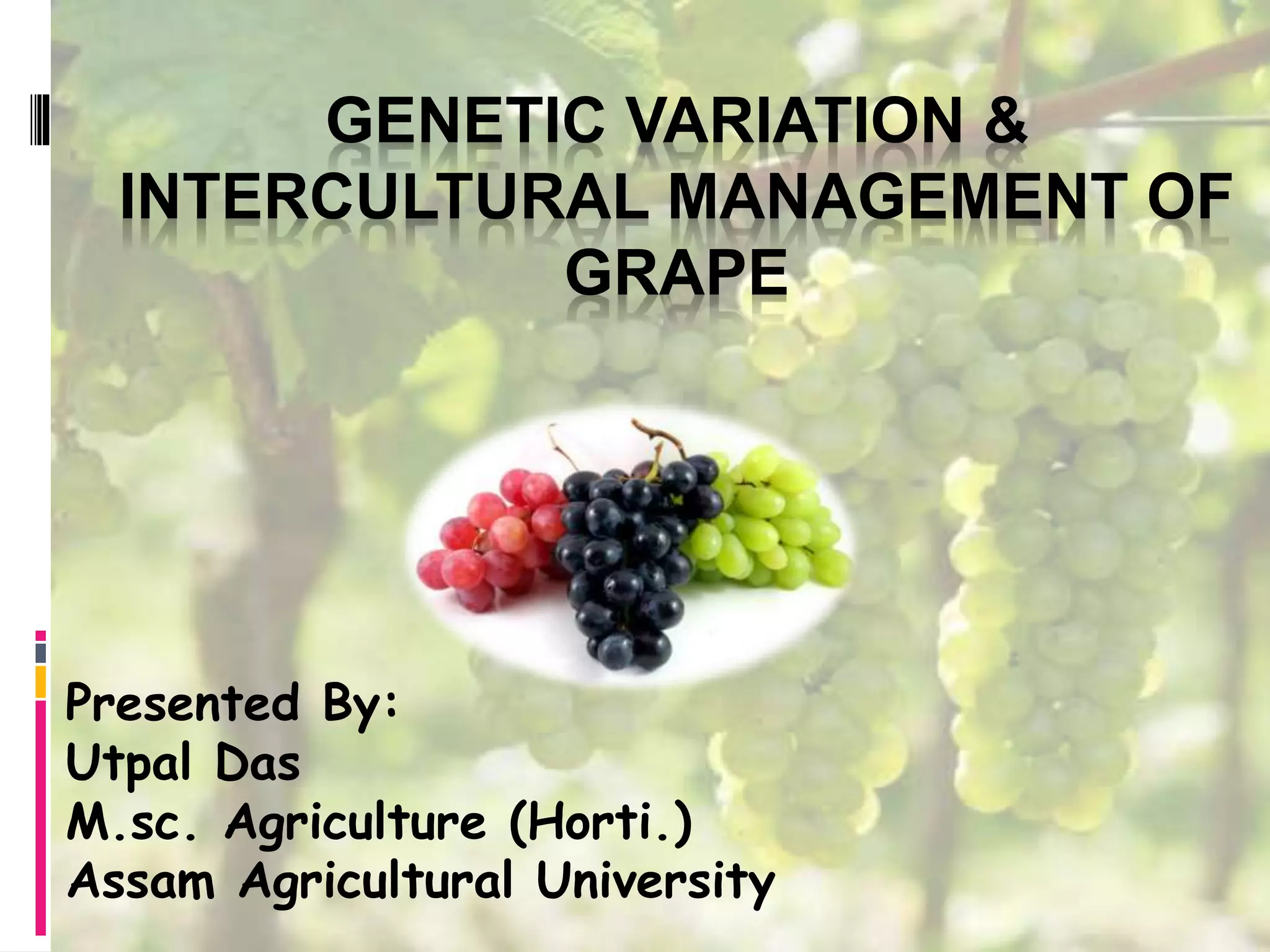 Genetic Variation & Intercultural Management of Grape | PPTX