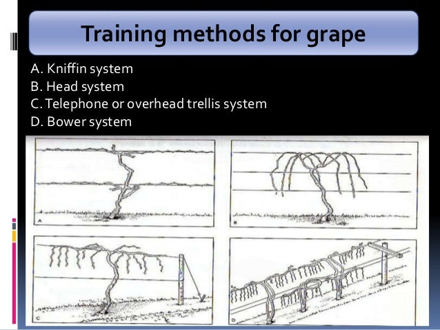 Genetic Variation & Intercultural Management of Grape