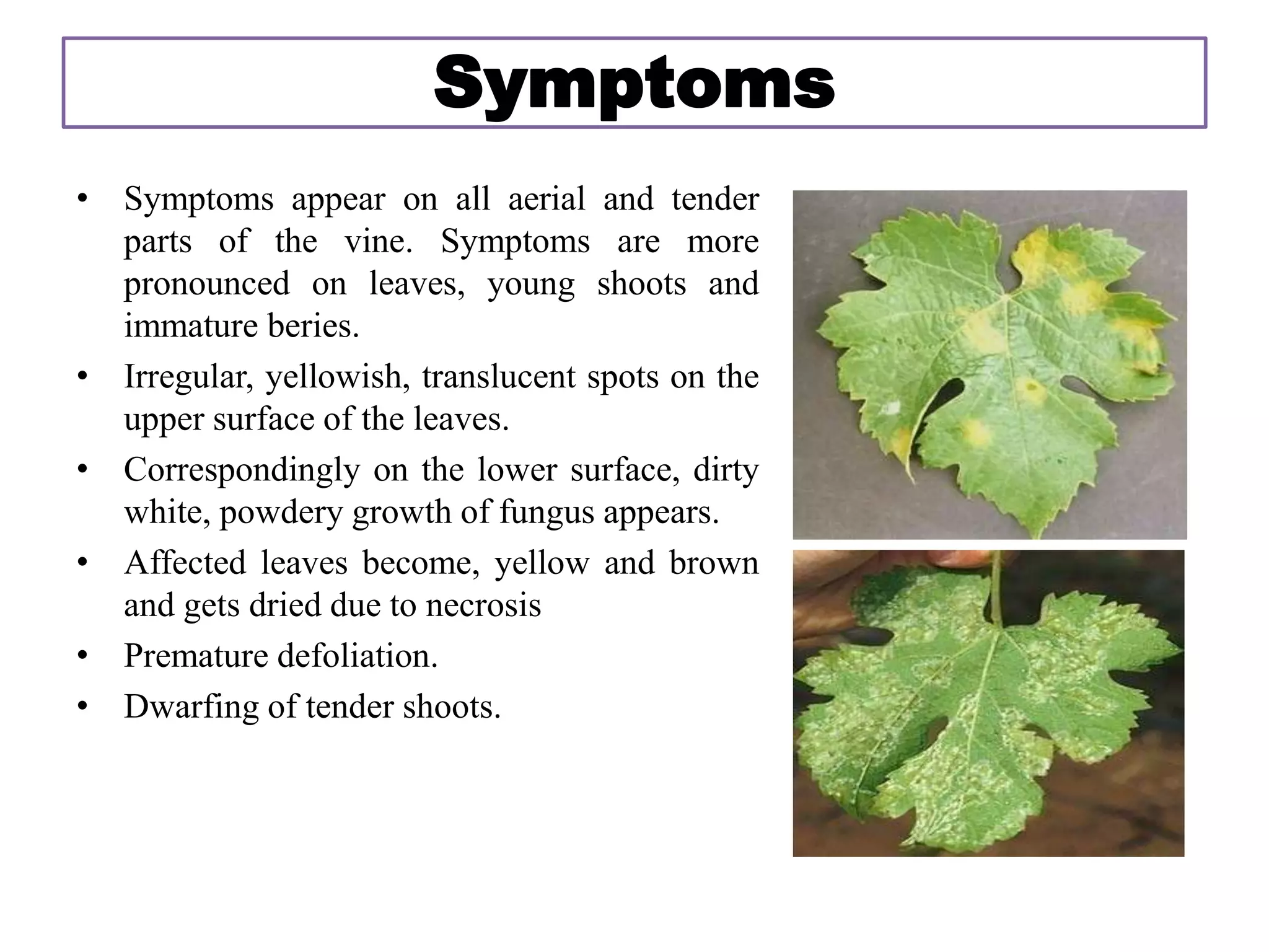 Diseases of Grape | PPTX