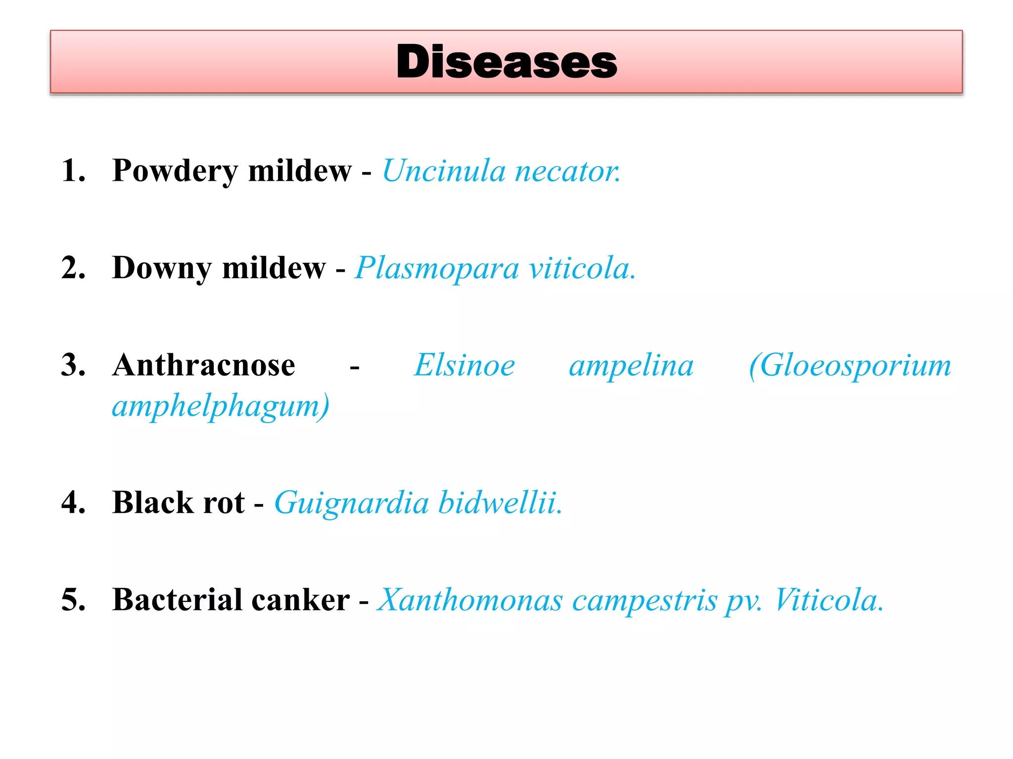 Diseases of Grape | PPTX