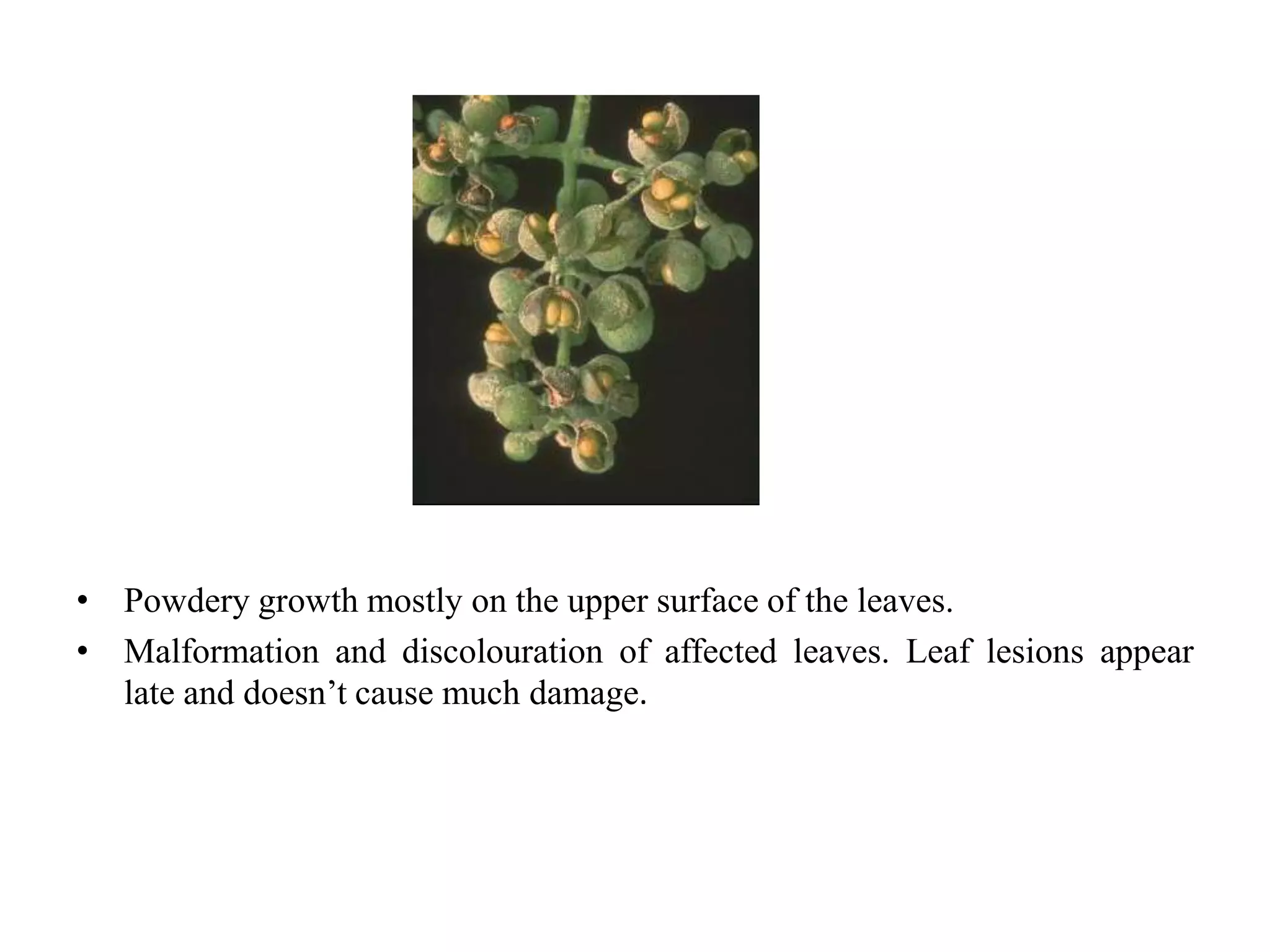 Diseases of Grape | PPTX